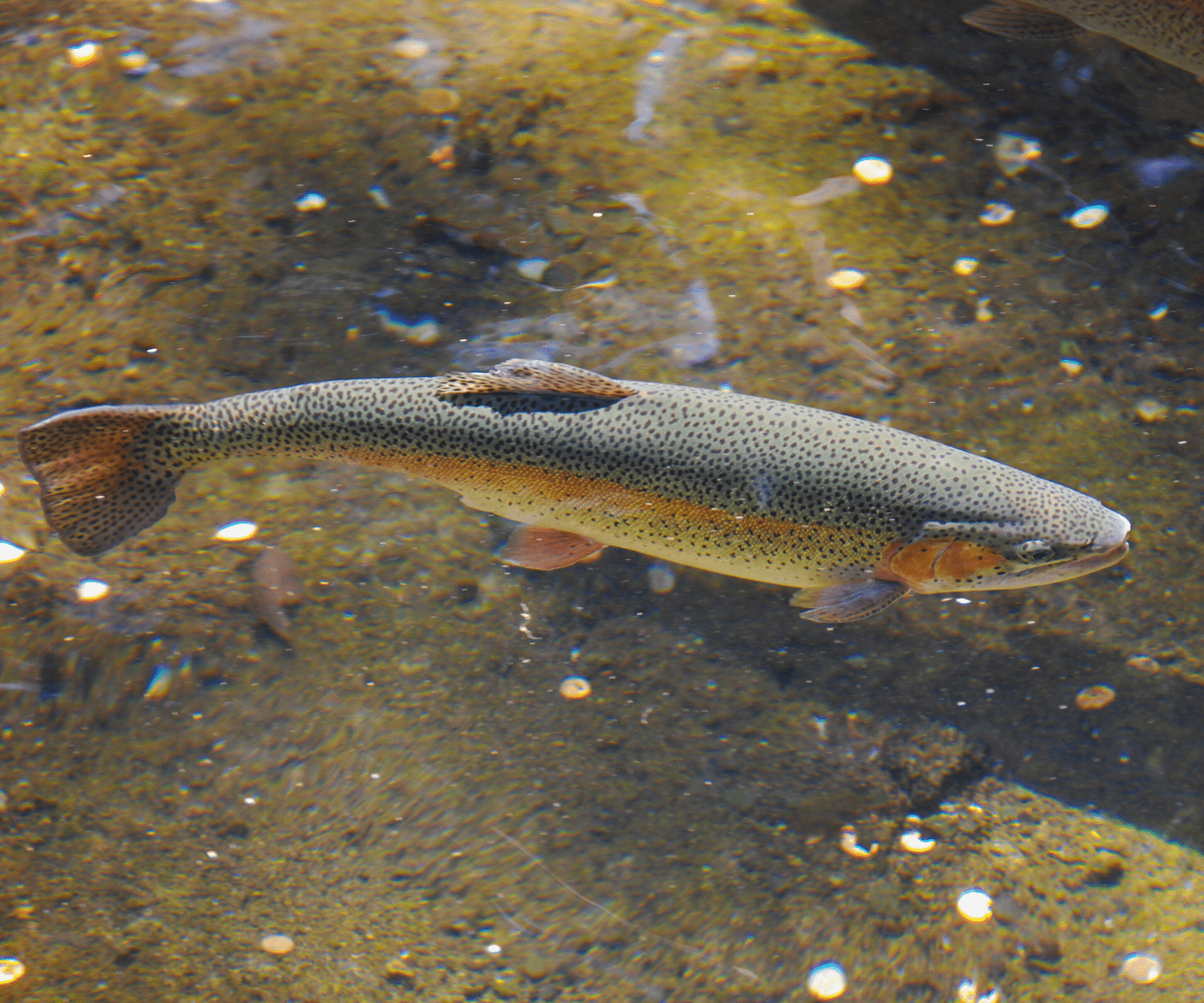 Watershed — Friends of the Big Sioux River