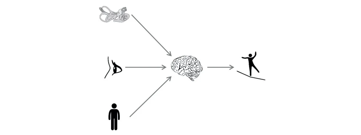 Vestibular Health — How can I improve my balance?