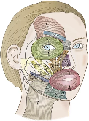 Vestibular Health — Physiotherapy for facial nerve palsy