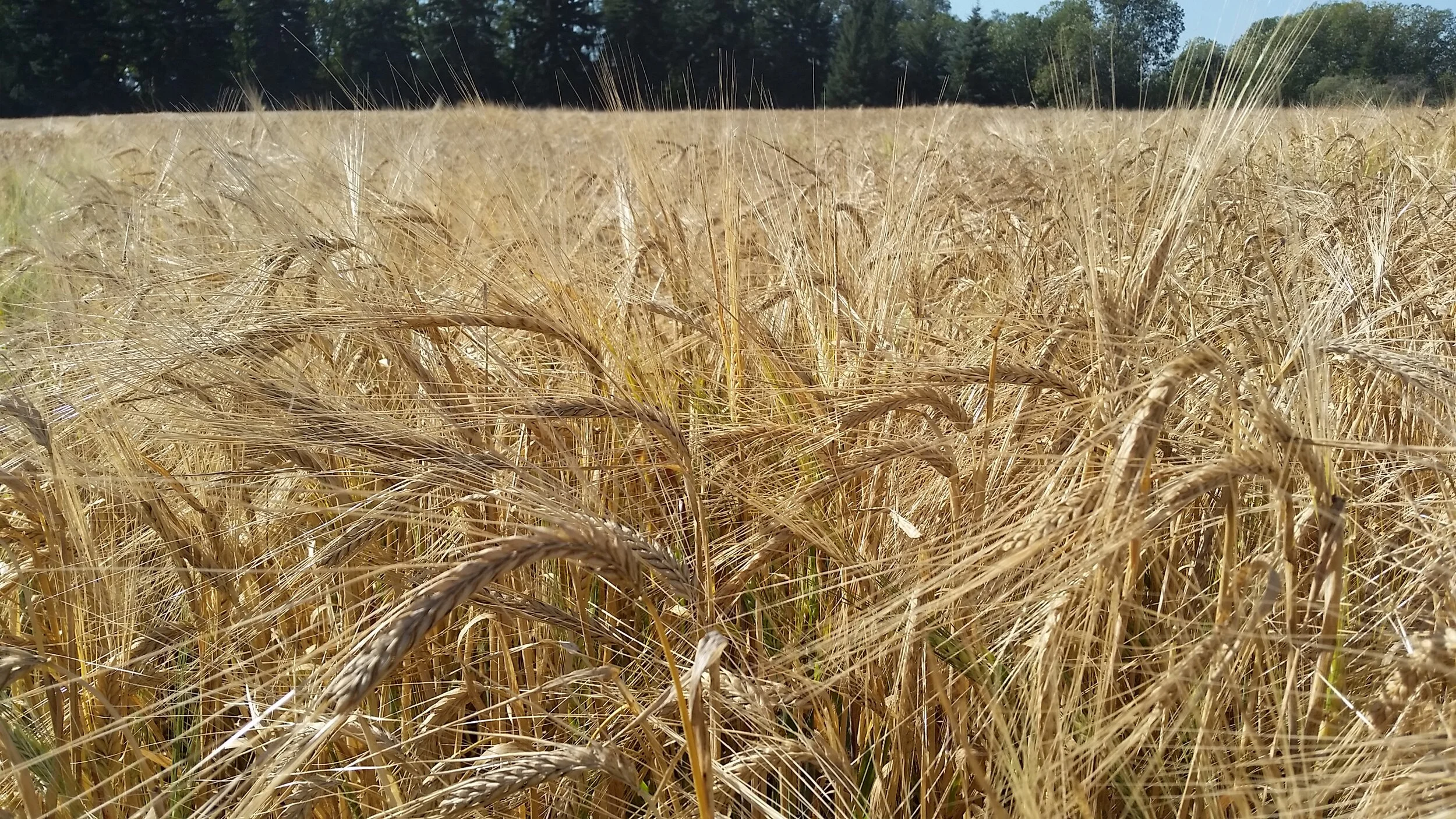 Barley — YAUCK SEED FARM
