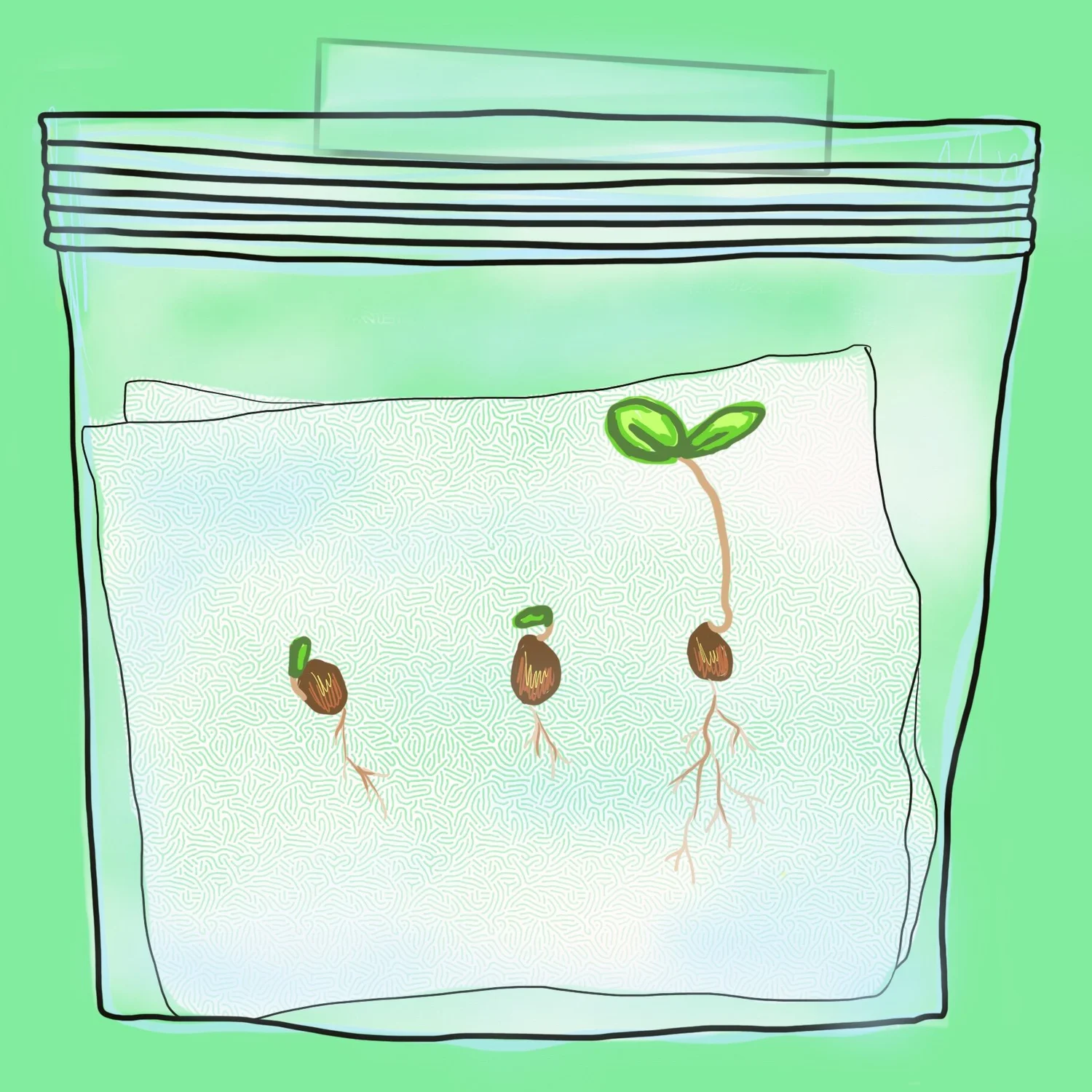At Home Seed Sprouting — DALLAS CONTEMPORARY