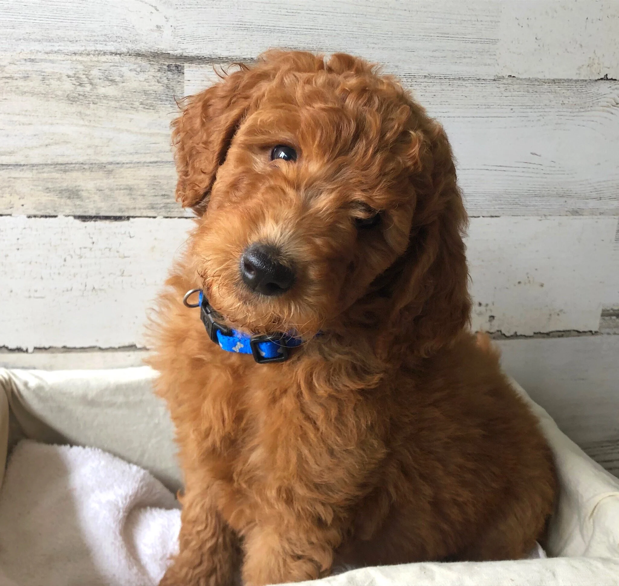 Red Goldendoodle Medium
