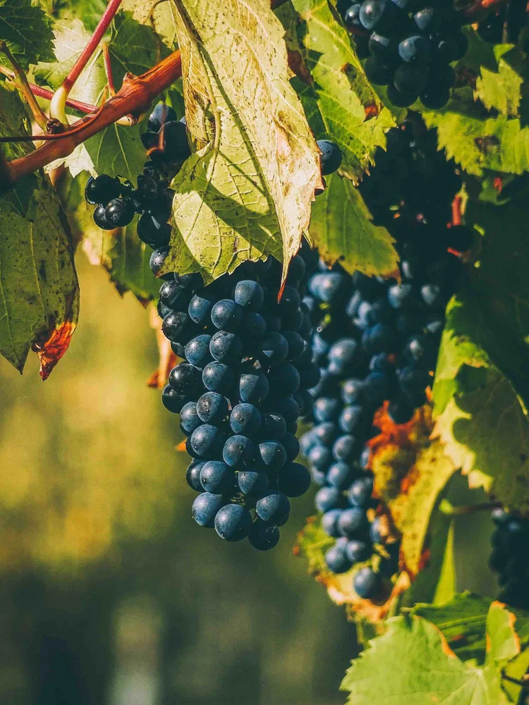 The Grape in Greek Mythology — Mira Karakitsou
