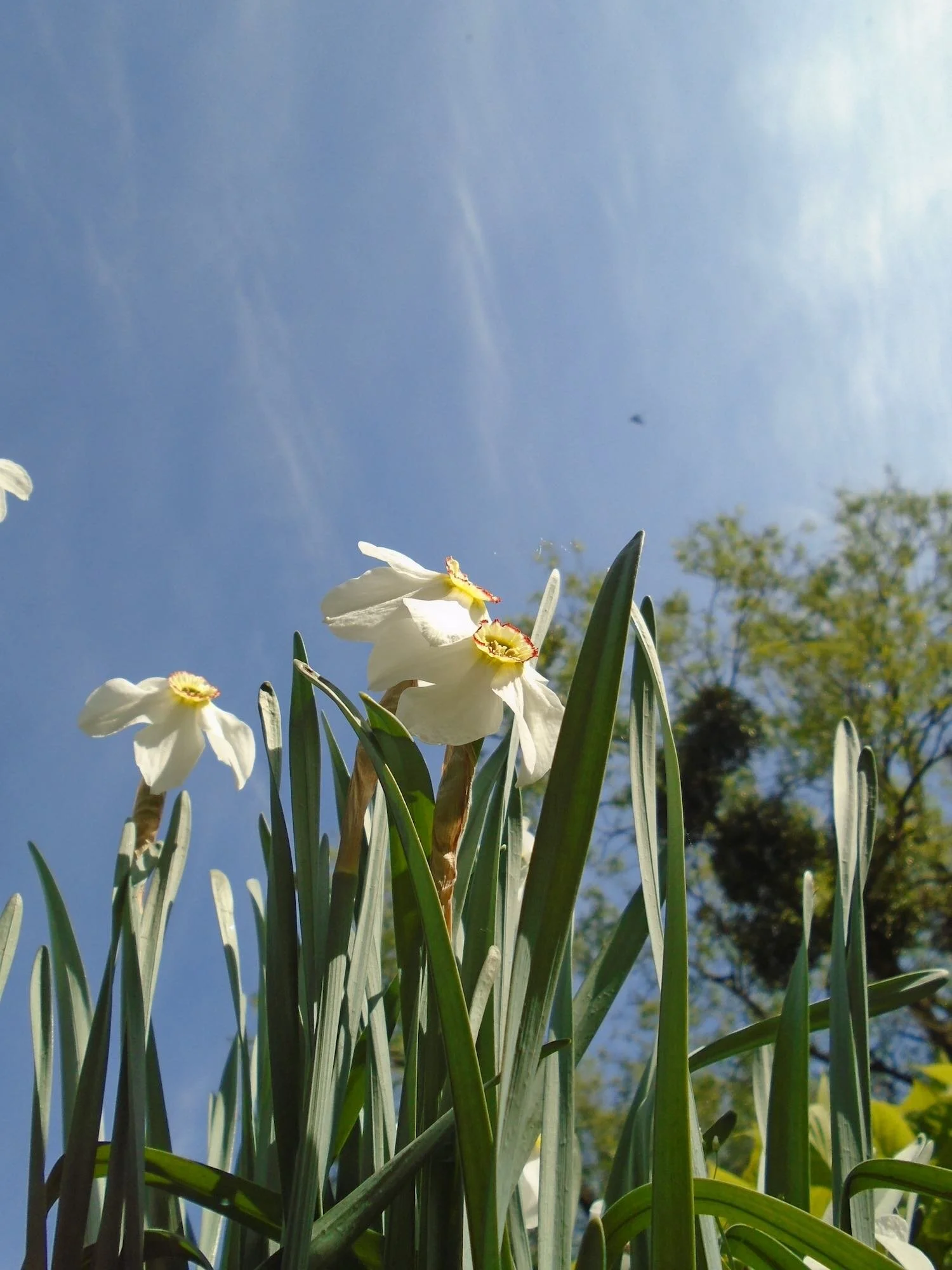 The Narcissus in Greek Mythology — Mira Karakitsou