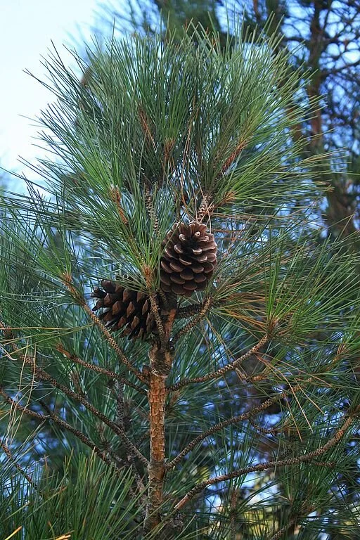 The Pine Tree in Greek Mythology — Mira Karakitsou