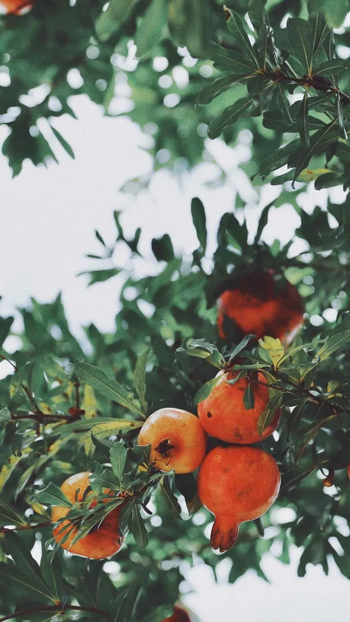 The Pomegranate in Greek Mythology — Mira Karakitsou
