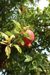 The Pomegranate in Greek Mythology — Mira Karakitsou