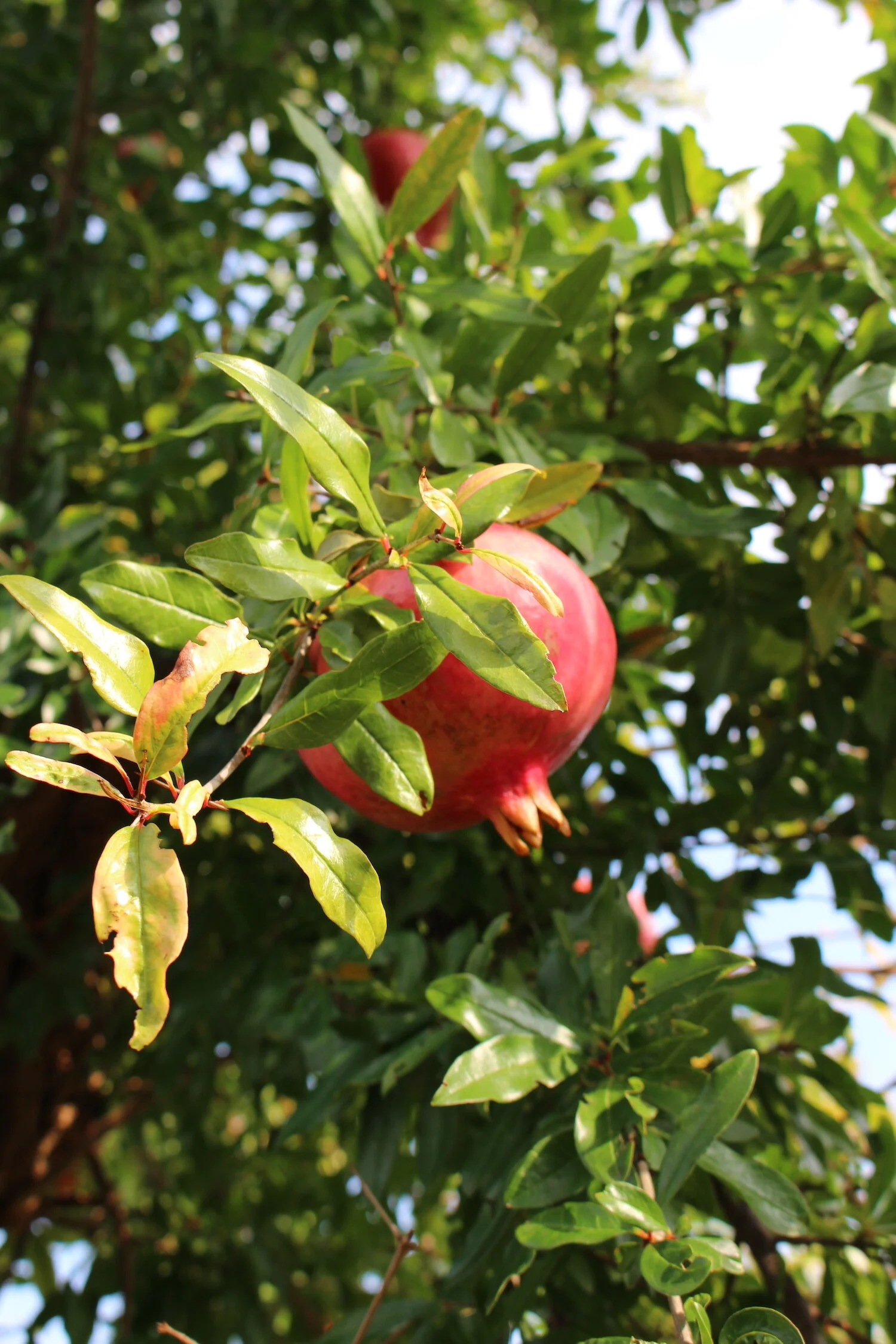 The Pomegranate in Greek Mythology — Mira Karakitsou
