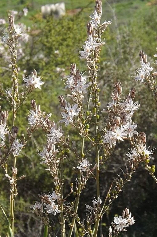 The Asphodel in Greek Mythology — Mira Karakitsou