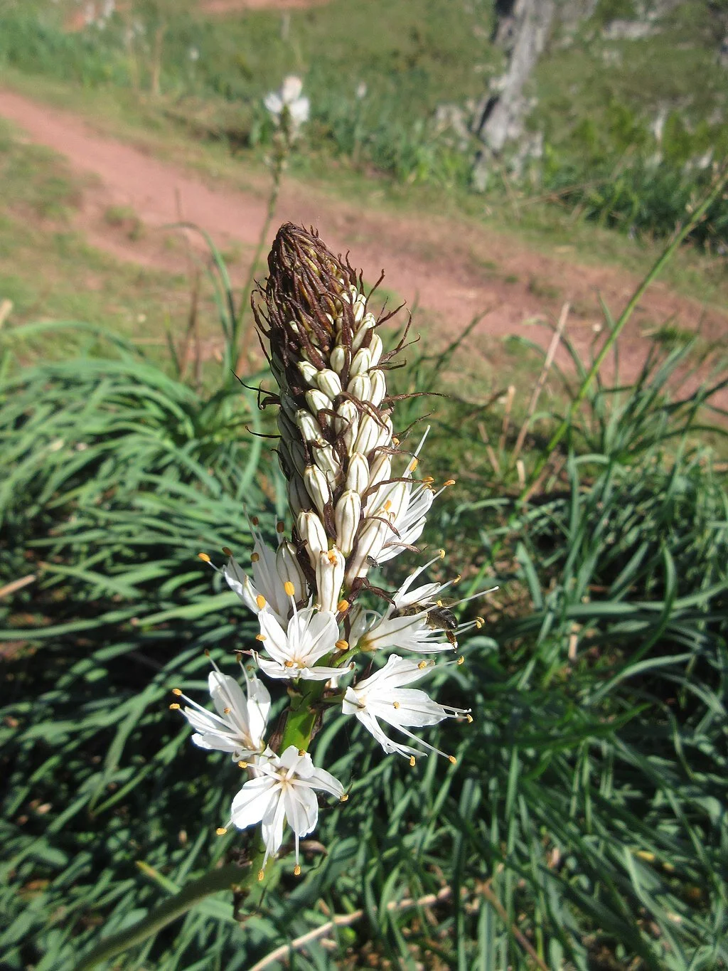 Asphodel Flower Meaning