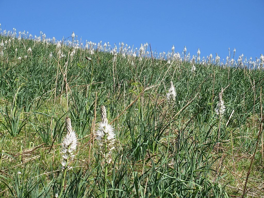 The Asphodel in Greek Mythology — Mira Karakitsou