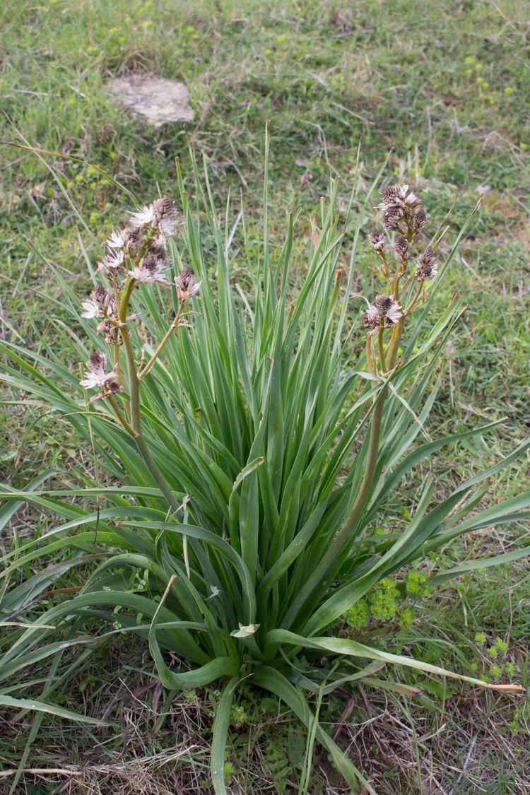 The Asphodel in Greek Mythology — Mira Karakitsou