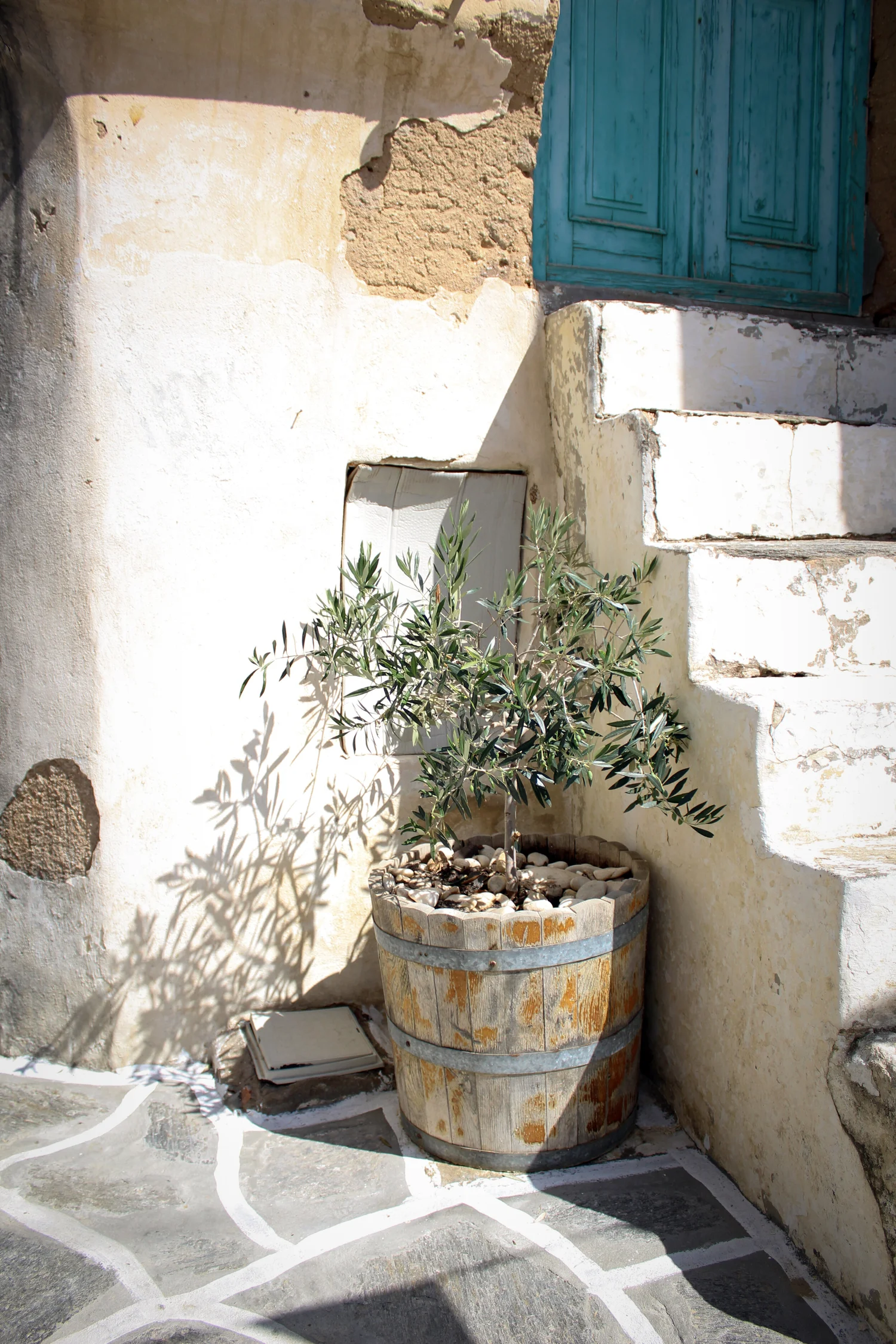 The Olive in Greek Mythology — Mira Karakitsou