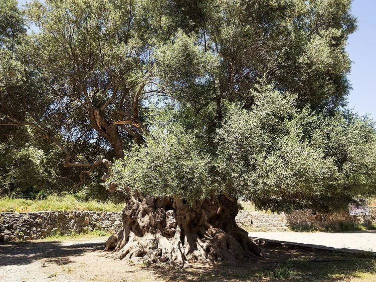 The Olive in Greek Mythology — Mira Karakitsou