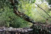 The Ivy in Greek Mythology — Mira Karakitsou
