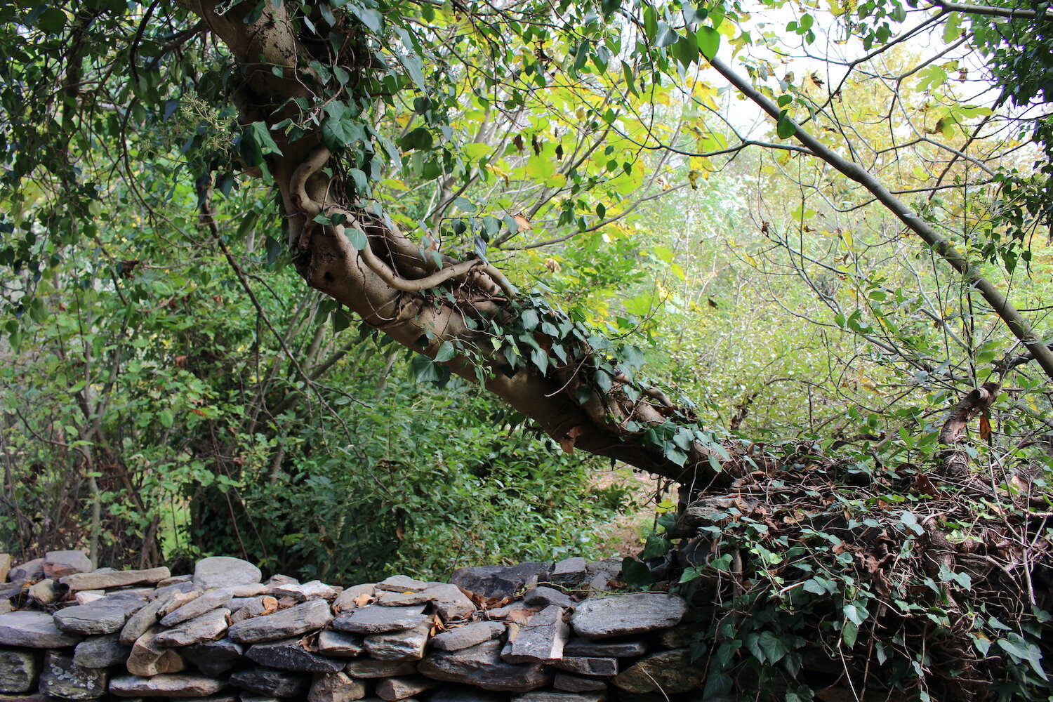 The Ivy in Greek Mythology — Mira Karakitsou
