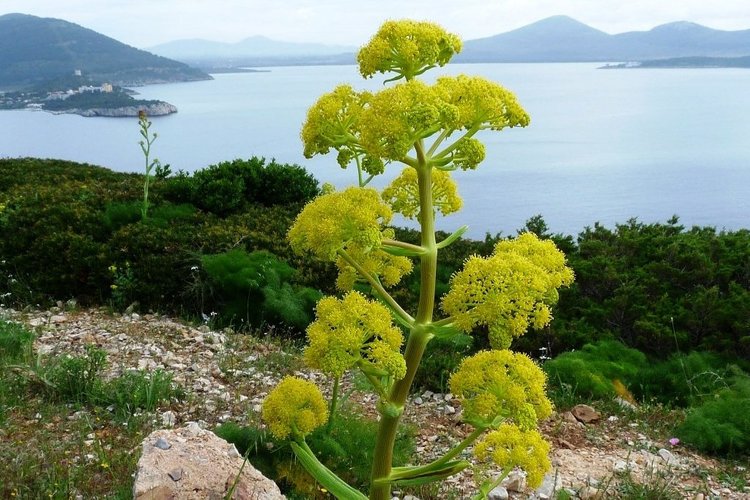 The Giant Fennel in Greek Mythology — Mira Karakitsou