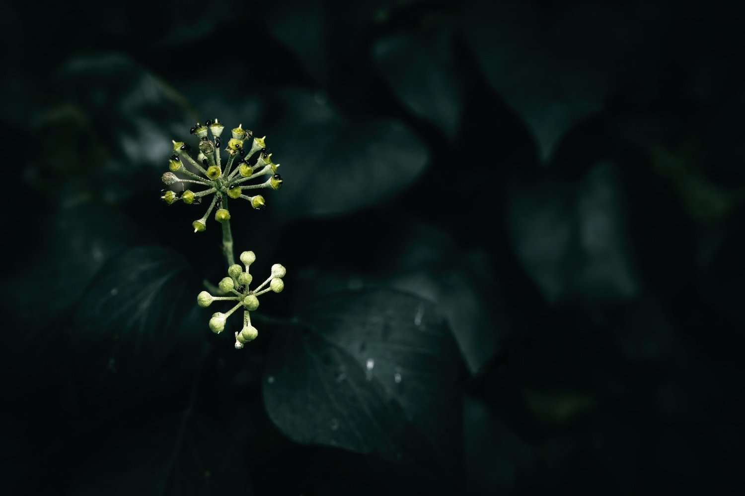 The Ivy in Greek Mythology — Mira Karakitsou