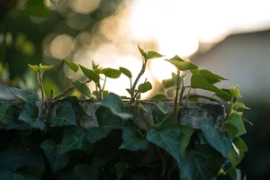 The Ivy in Greek Mythology — Mira Karakitsou