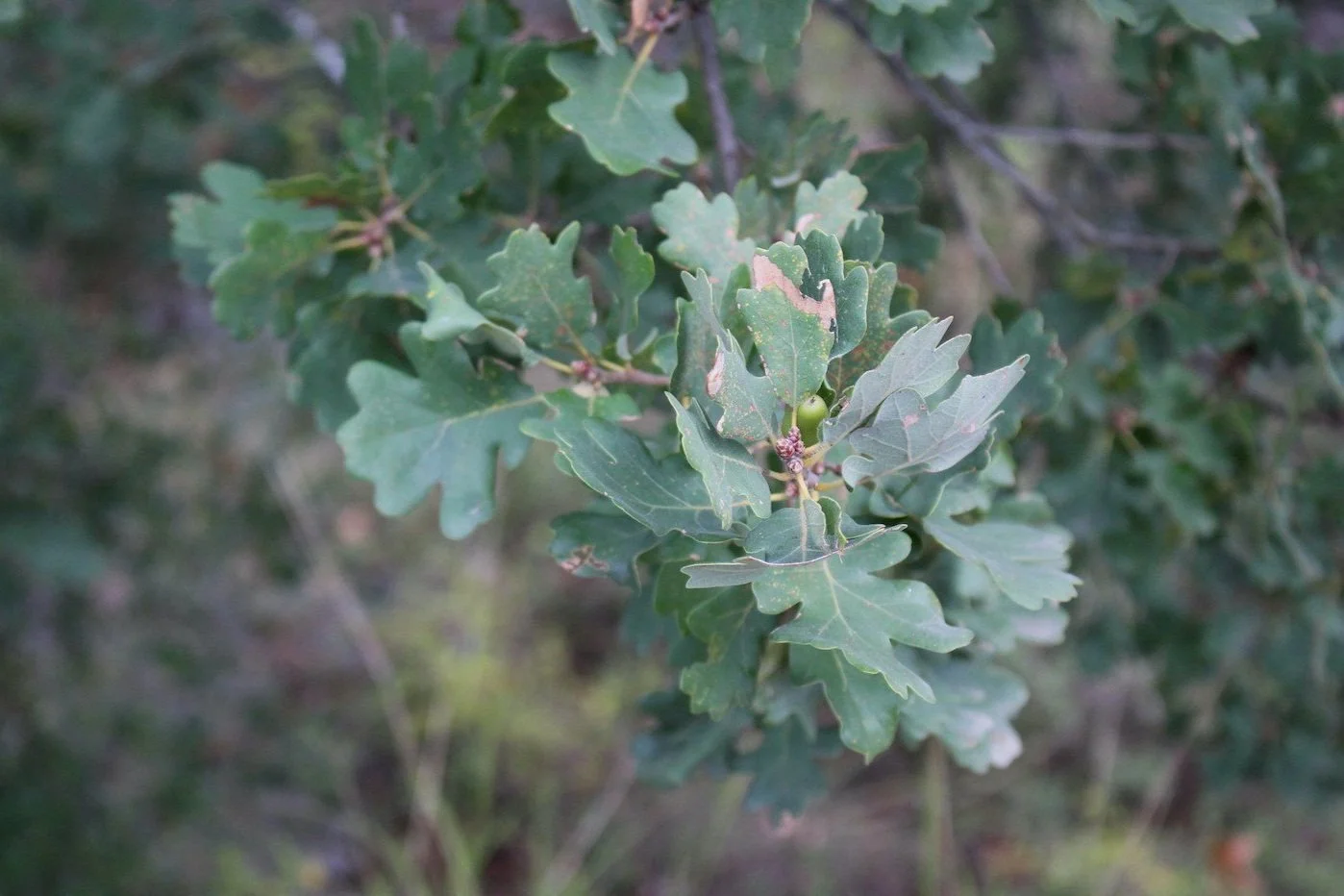 The Oak in Greek Mythology — Mira Karakitsou