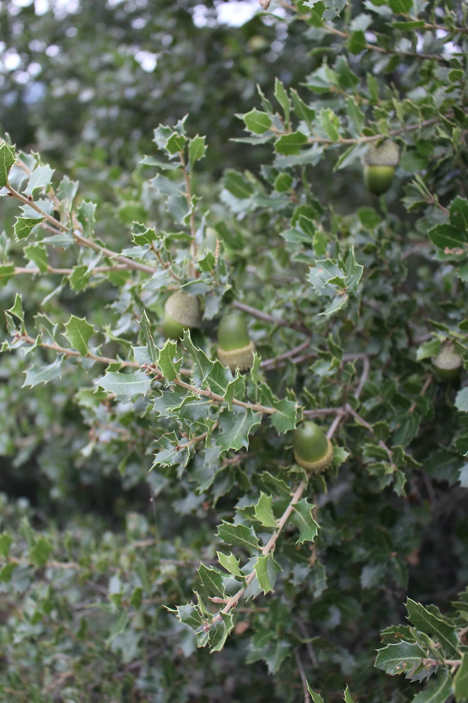 The Oak in Greek Mythology — Mira Karakitsou