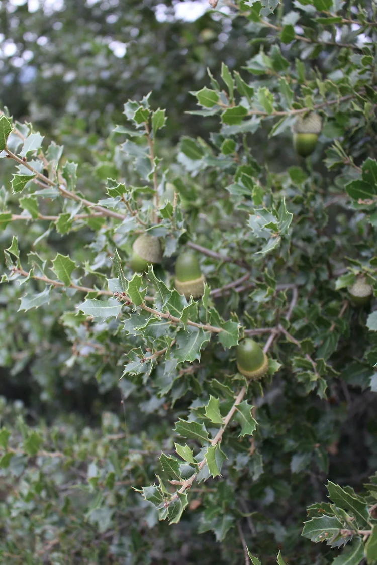 The Oak in Greek Mythology — Mira Karakitsou