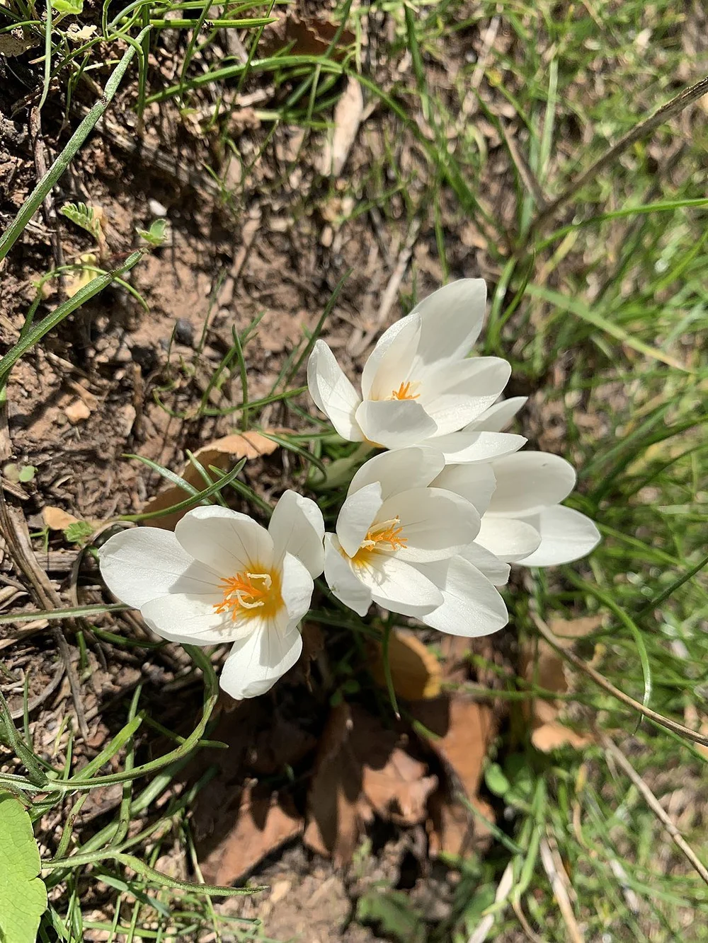 The Crocus in Greek Mythology — Mira Karakitsou