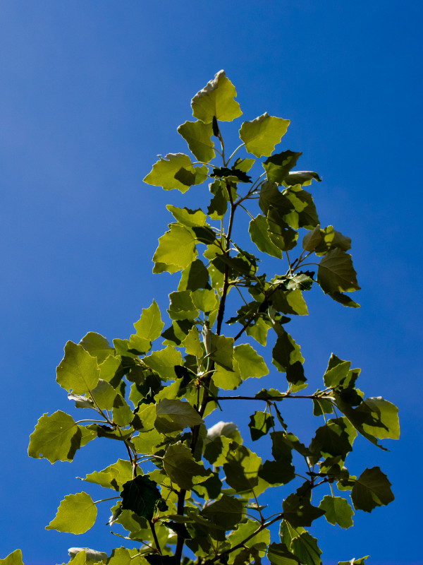 The Poplar in Greek Mythology — Mira Karakitsou