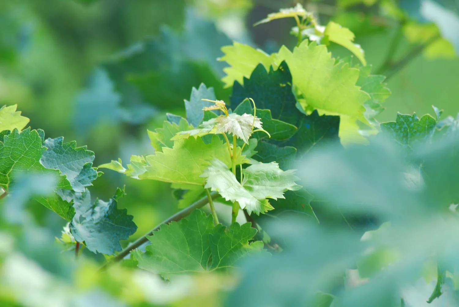 The Grape in Greek Mythology — Mira Karakitsou