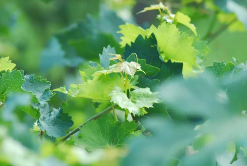 The Grape in Greek Mythology — Mira Karakitsou