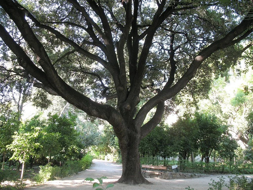 The Oak in Greek Mythology — Mira Karakitsou