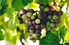 The Grape in Greek Mythology — Mira Karakitsou