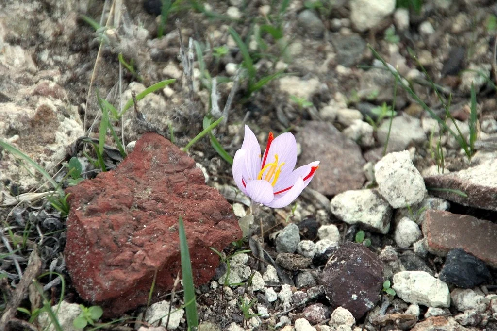 The Crocus in Greek Mythology — Mira Karakitsou