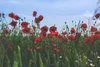 The Poppy in Greek Mythology — Mira Karakitsou
