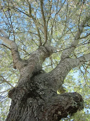 The Poplar in Greek Mythology — Mira Karakitsou