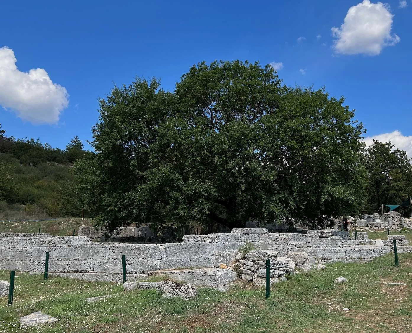 The Oak in Greek Mythology — Mira Karakitsou