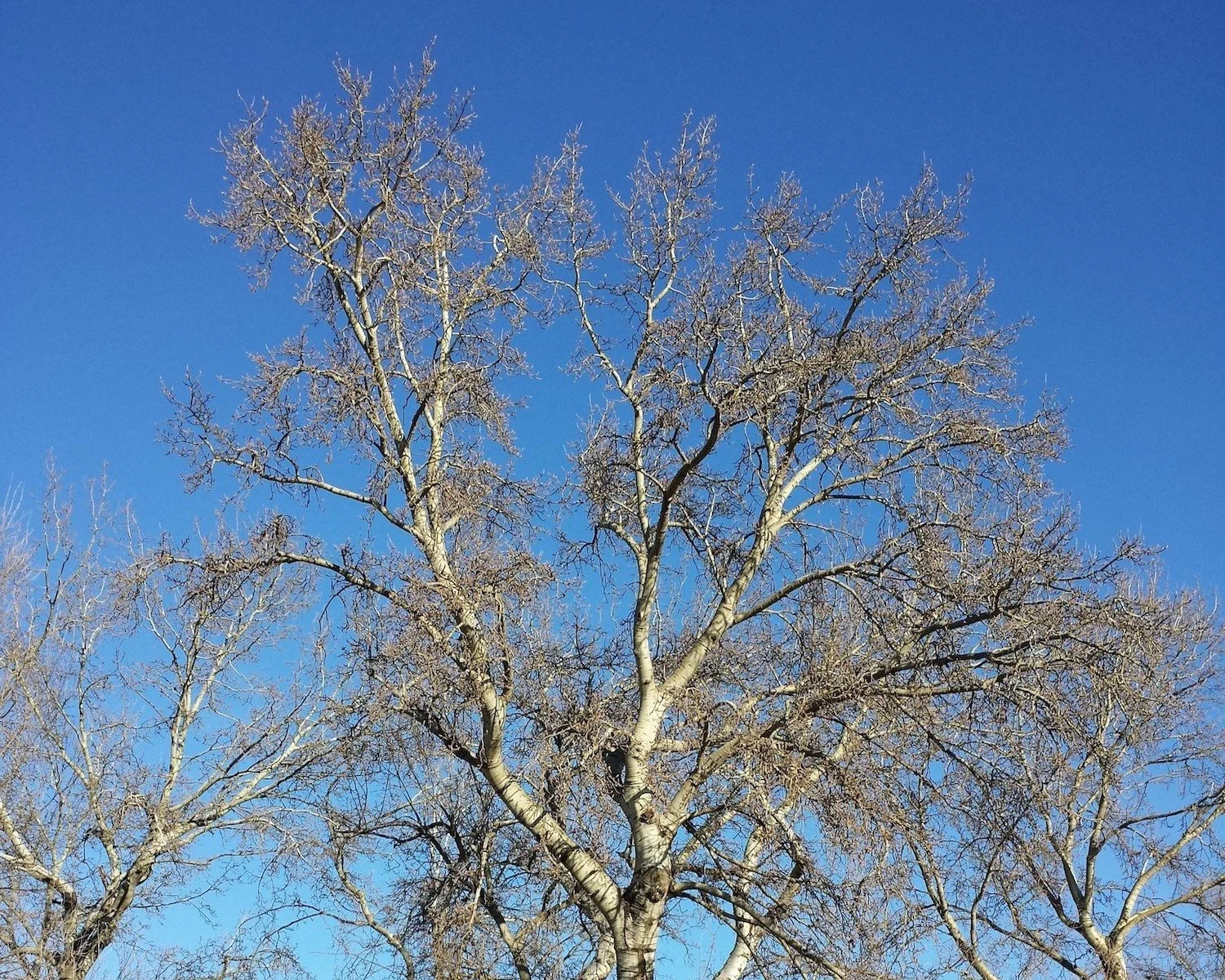 The Poplar in Greek Mythology — Mira Karakitsou