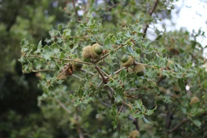 The Oak in Greek Mythology — Mira Karakitsou