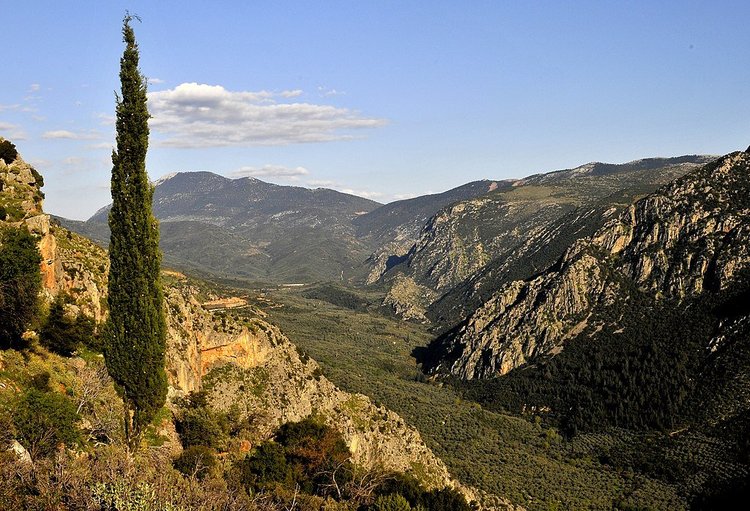The Cypress in Greek Mythology — Mira Karakitsou