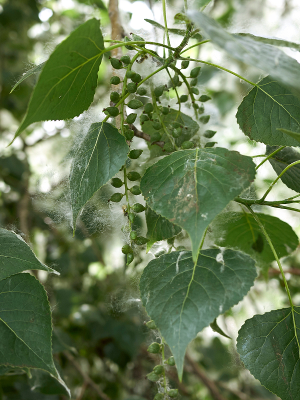 The Poplar in Greek Mythology — Mira Karakitsou