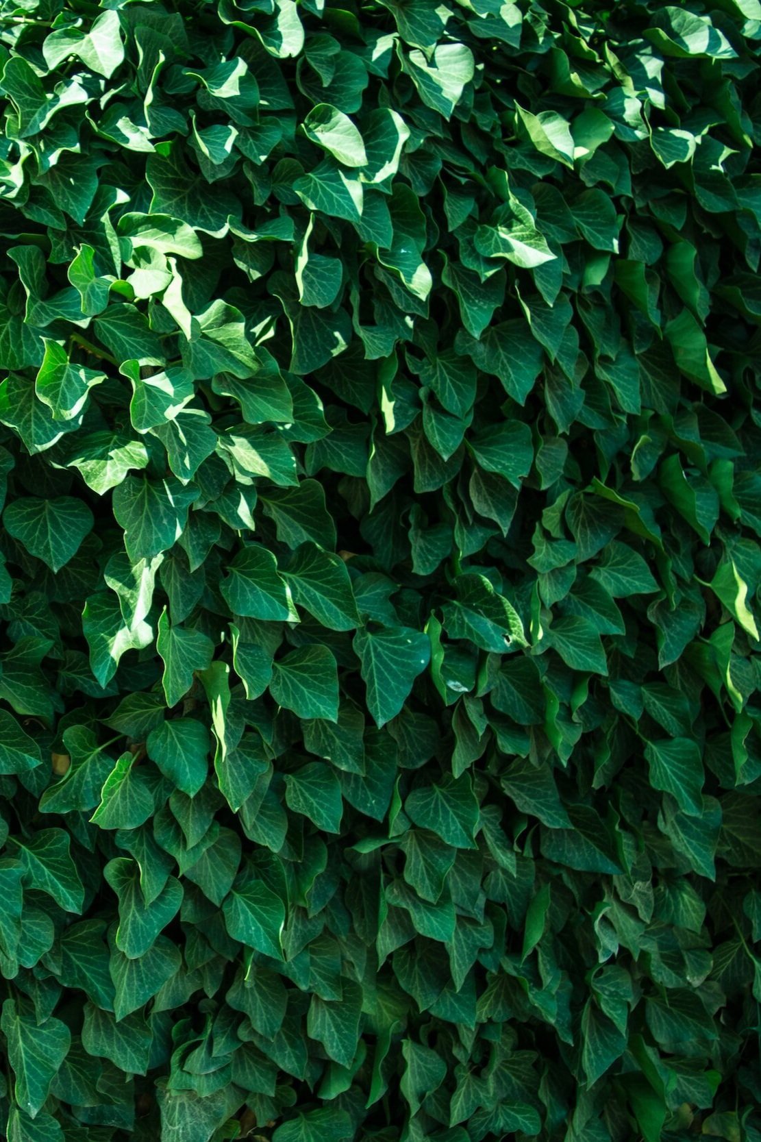 The Ivy in Greek Mythology — Mira Karakitsou