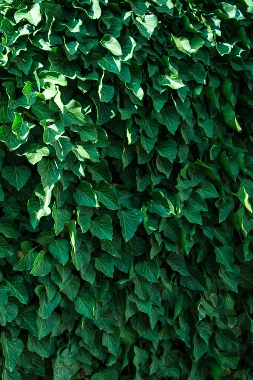 The Ivy in Greek Mythology — Mira Karakitsou