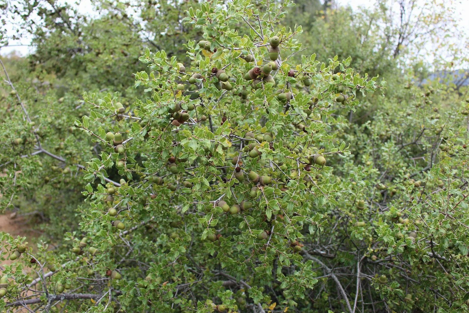 The Oak in Greek Mythology — Mira Karakitsou