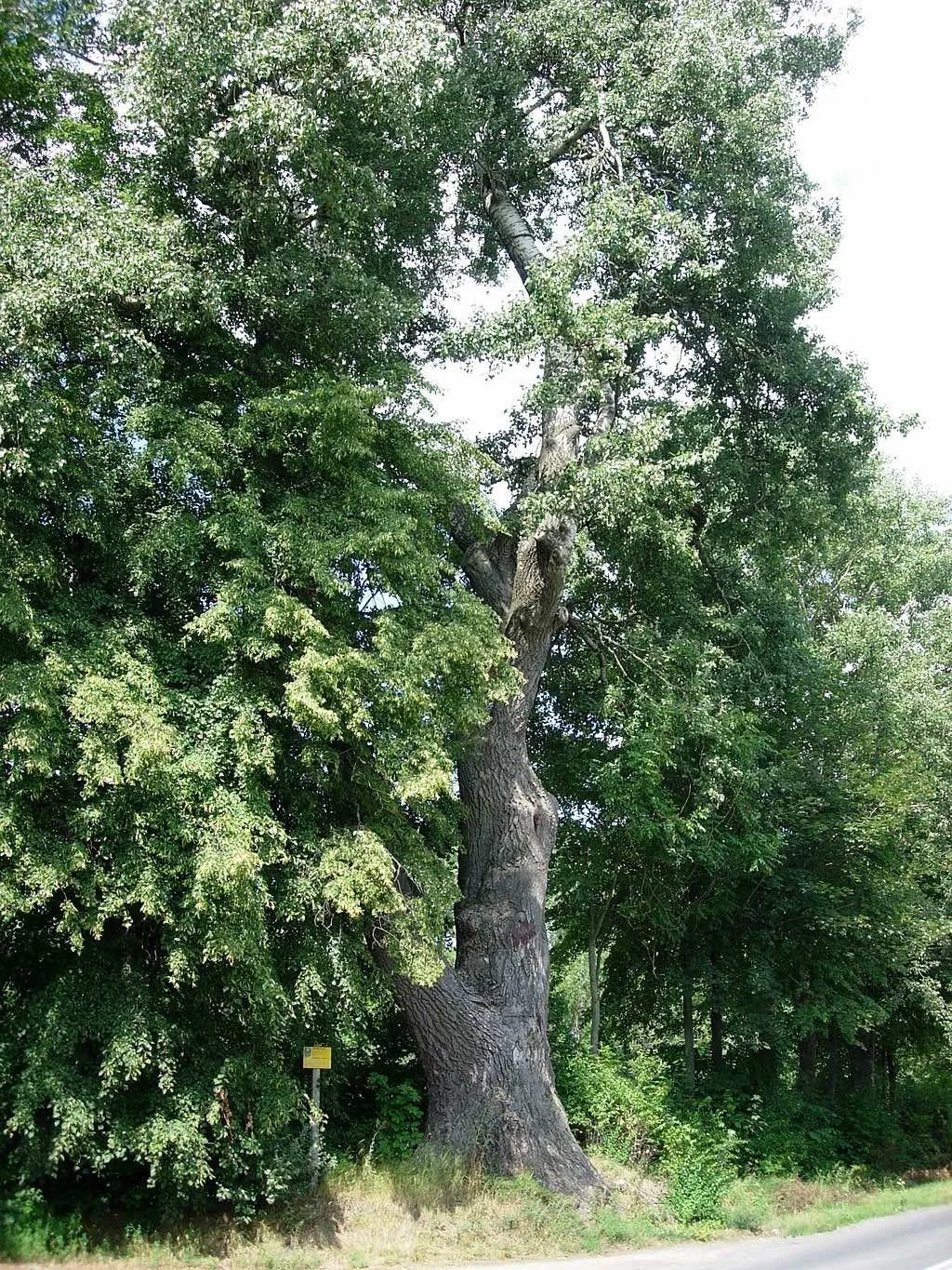The Poplar in Greek Mythology — Mira Karakitsou