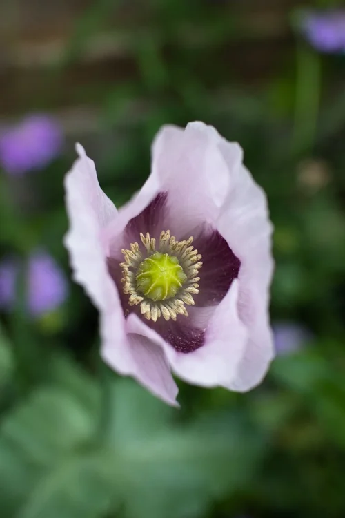 The Poppy in Greek Mythology — Mira Karakitsou