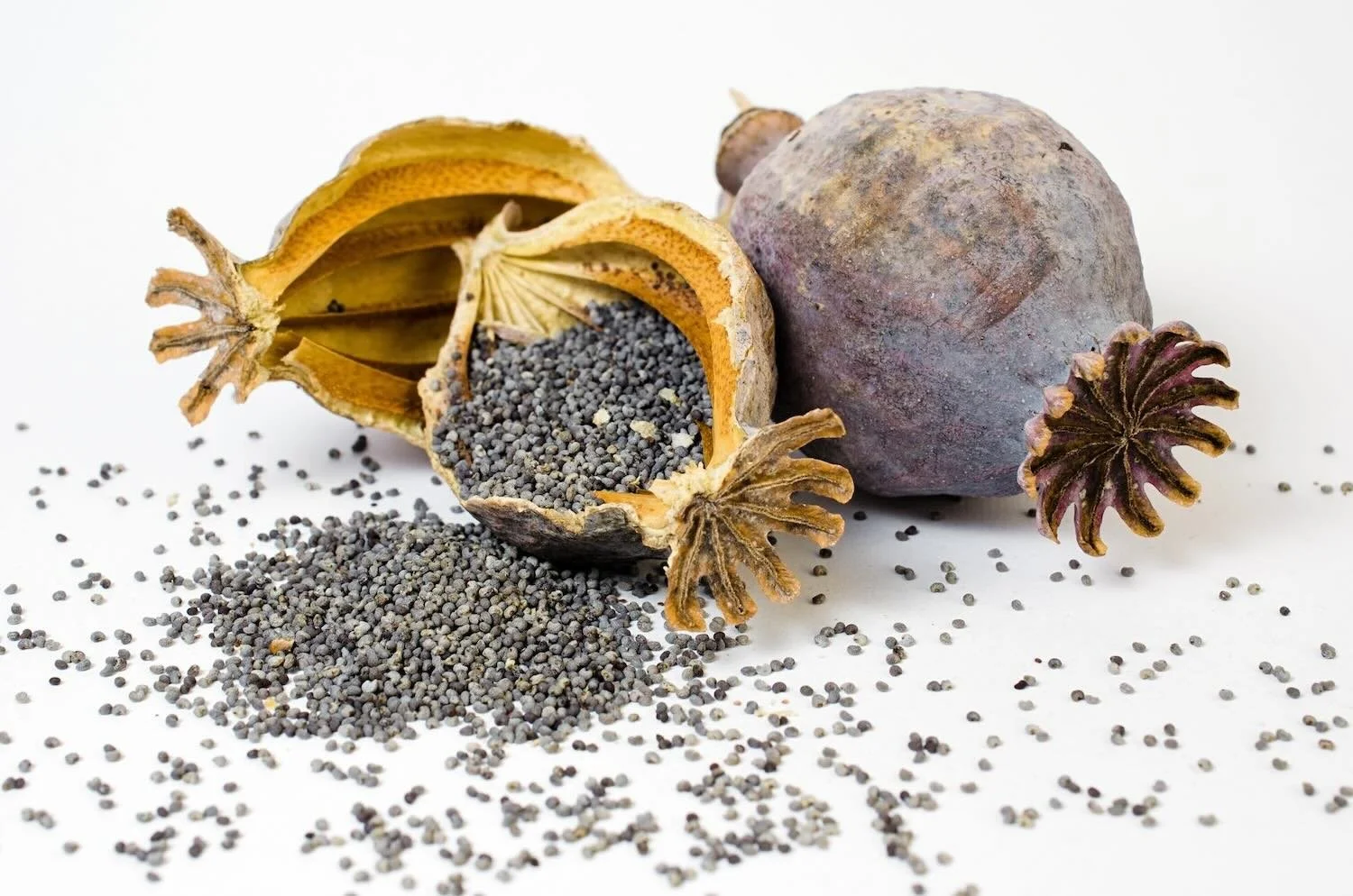 The Poppy in Greek Mythology — Mira Karakitsou