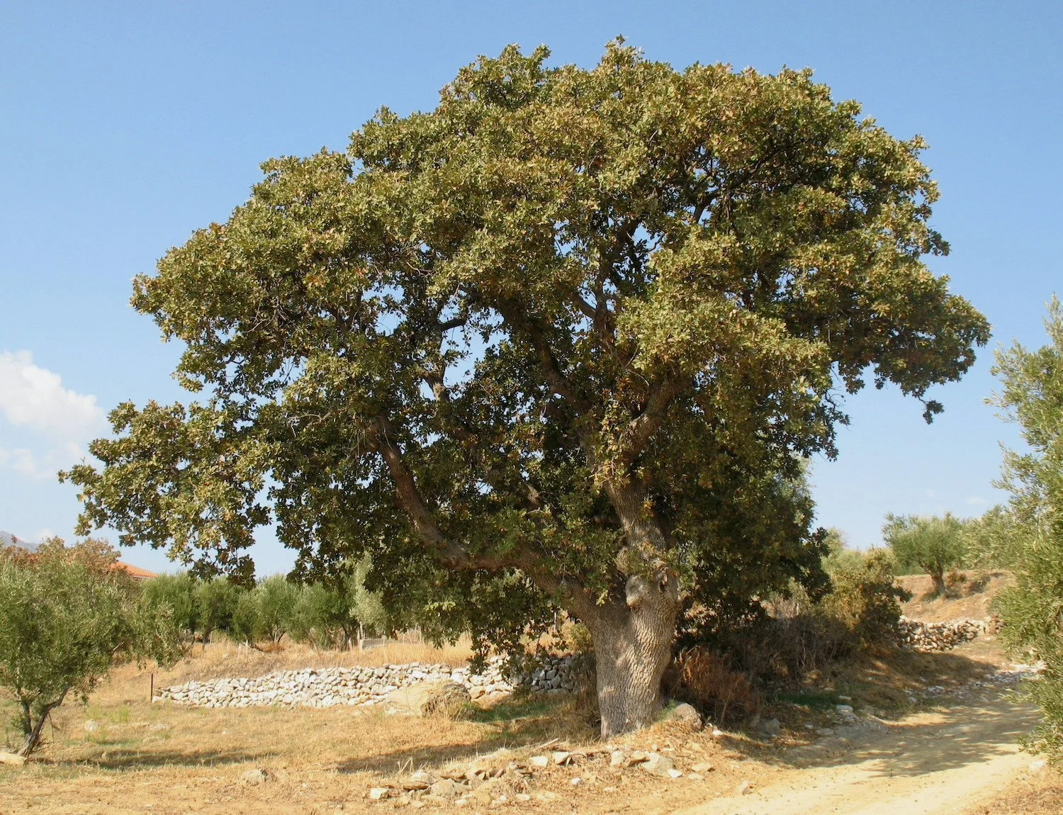 The Oak in Greek Mythology — Mira Karakitsou