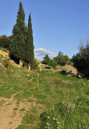 The Cypress in Greek Mythology — Mira Karakitsou