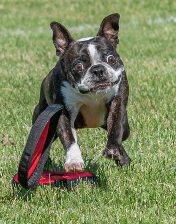 UpDog Events — Walnut Hill Farm K9 Sports