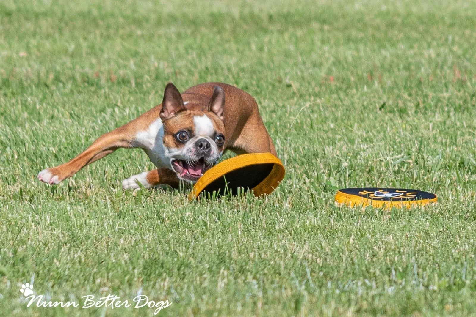 UpDog Events — Walnut Hill Farm K9 Sports